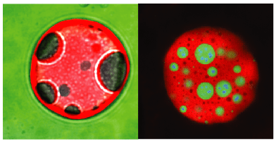 News – Lafontaine Lab